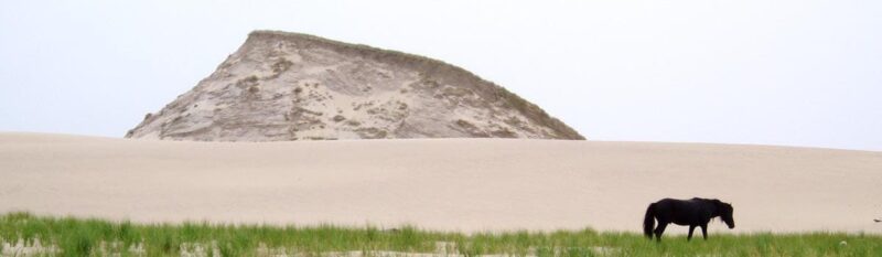 Sable Island Institute | About Sable Island