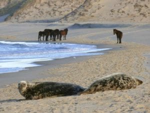 Gina's Sable Island PhotoBlog, October 2017 - January 2018 - Sable ...