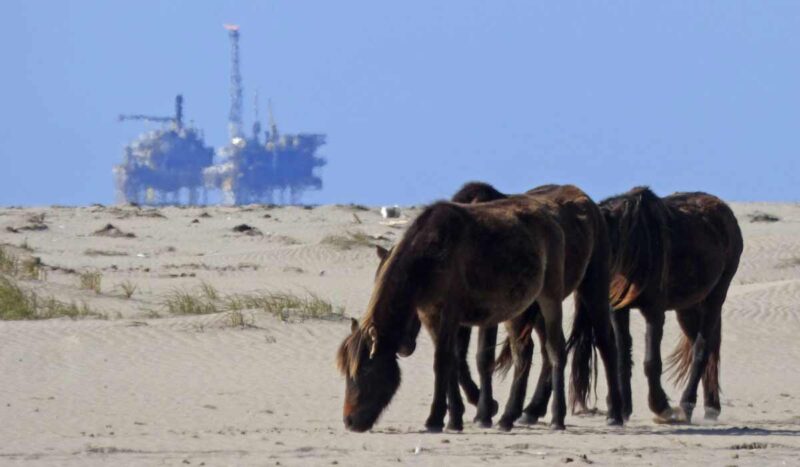 Gina's Sable Island PhotoBlog, October 2017 - January 2018 - Sable ...