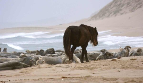 Gina's Sable Island PhotoBlog, October 2017 - January 2018 - Sable ...