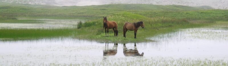 About Sable Island - Sable Island Institute