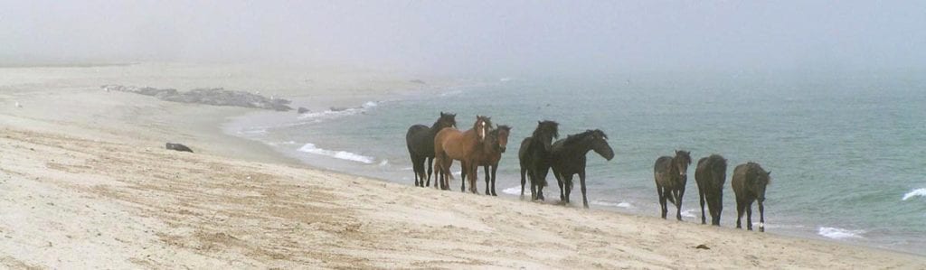 The Sable Island Community - Sable Island Institute