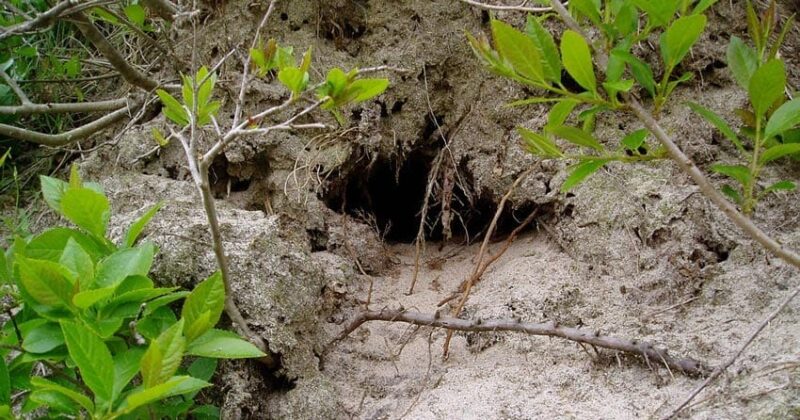 The Petrels of Sable Island - Sable Island Institute