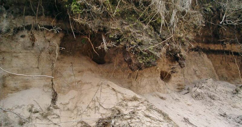 The Petrels of Sable Island - Sable Island Institute
