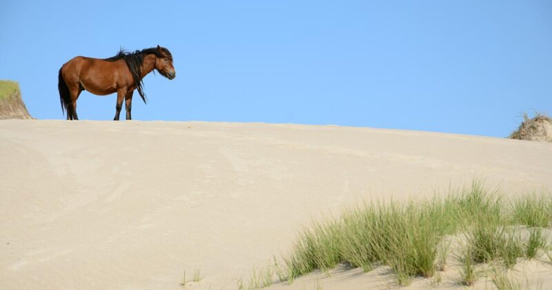 Visit Sable Island! - Sable Island Institute