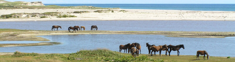 Visit Sable Island! - Sable Island Institute