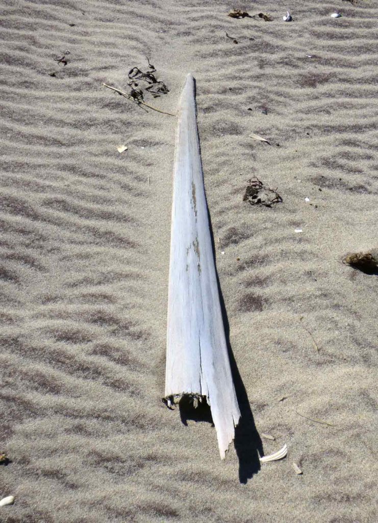 Gina's Sable Island Photoblog, October 2016 - January 2017 - Sable ...