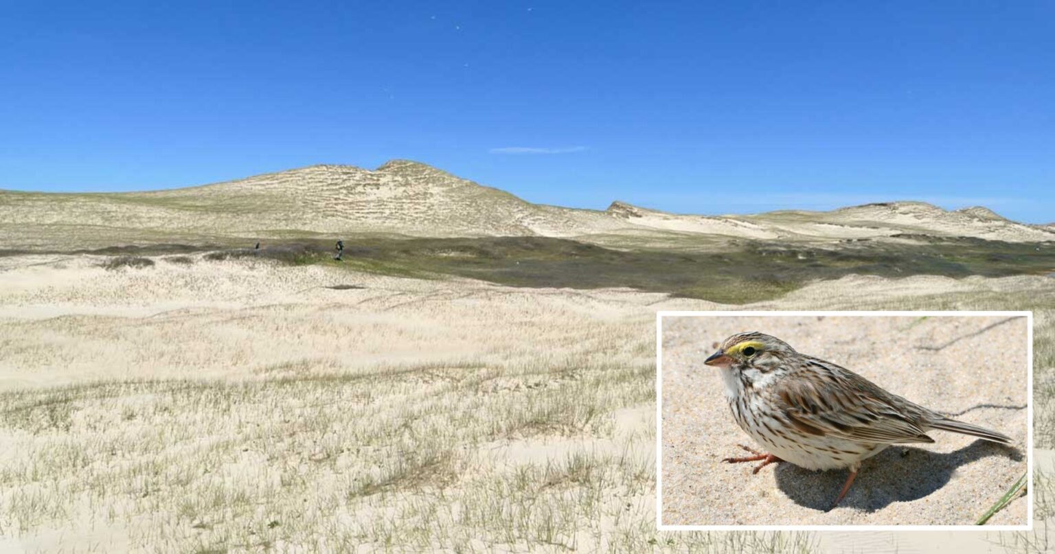 Ipswich Sparrow - Resighting Survey for Banded Sparrows on Sable Island ...