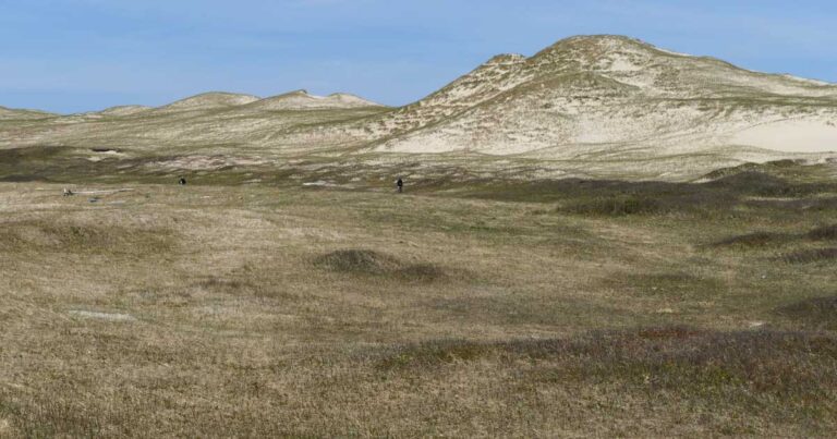 Ipswich Sparrow - Resighting Survey for Banded Sparrows on Sable Island ...