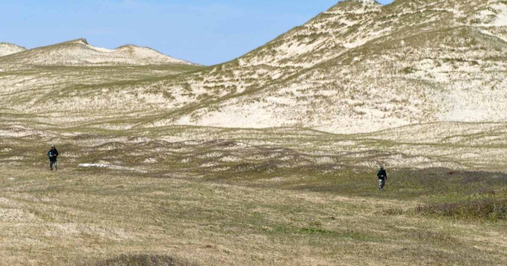 Ipswich Sparrow - Resighting Survey for Banded Sparrows on Sable Island ...