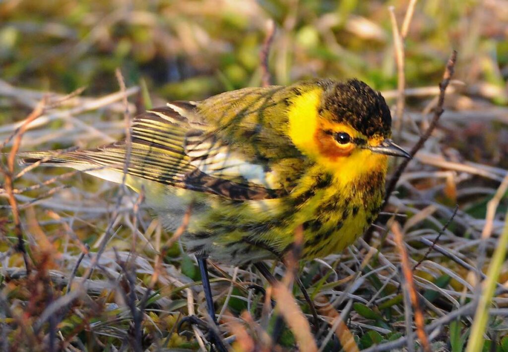 Ipswich Sparrow - Resighting Survey for Banded Sparrows on Sable Island ...