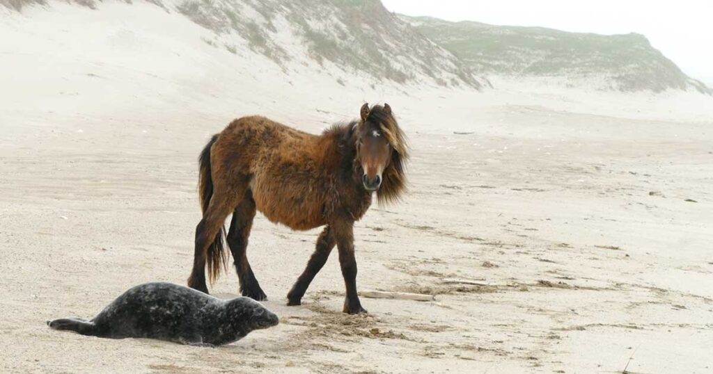 The Sable Island Community - Sable Island Institute