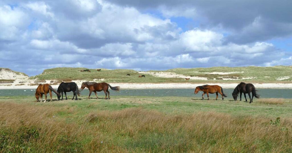 The Sable Island Community - Sable Island Institute