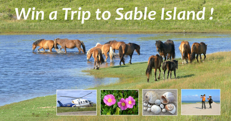 Win Trips to Sable Island with Kattuk Expeditions, 2023 - Sable Island ...