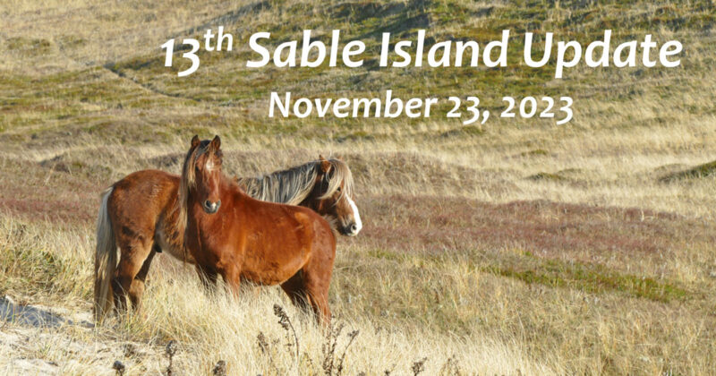 Home - Sable Island Institute